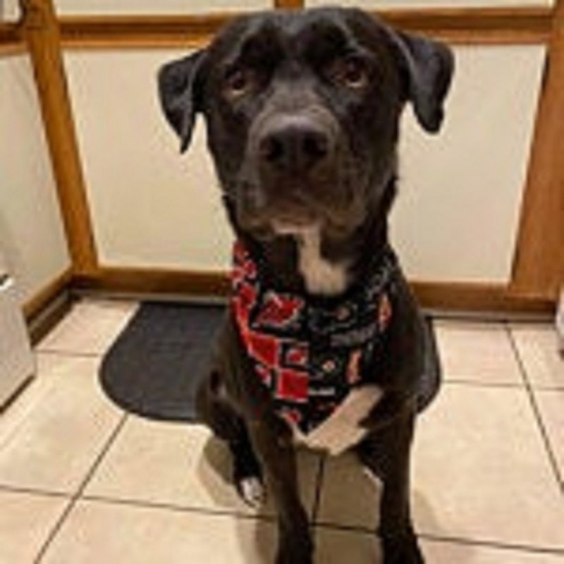 Mlb Team Shoe - Etsy