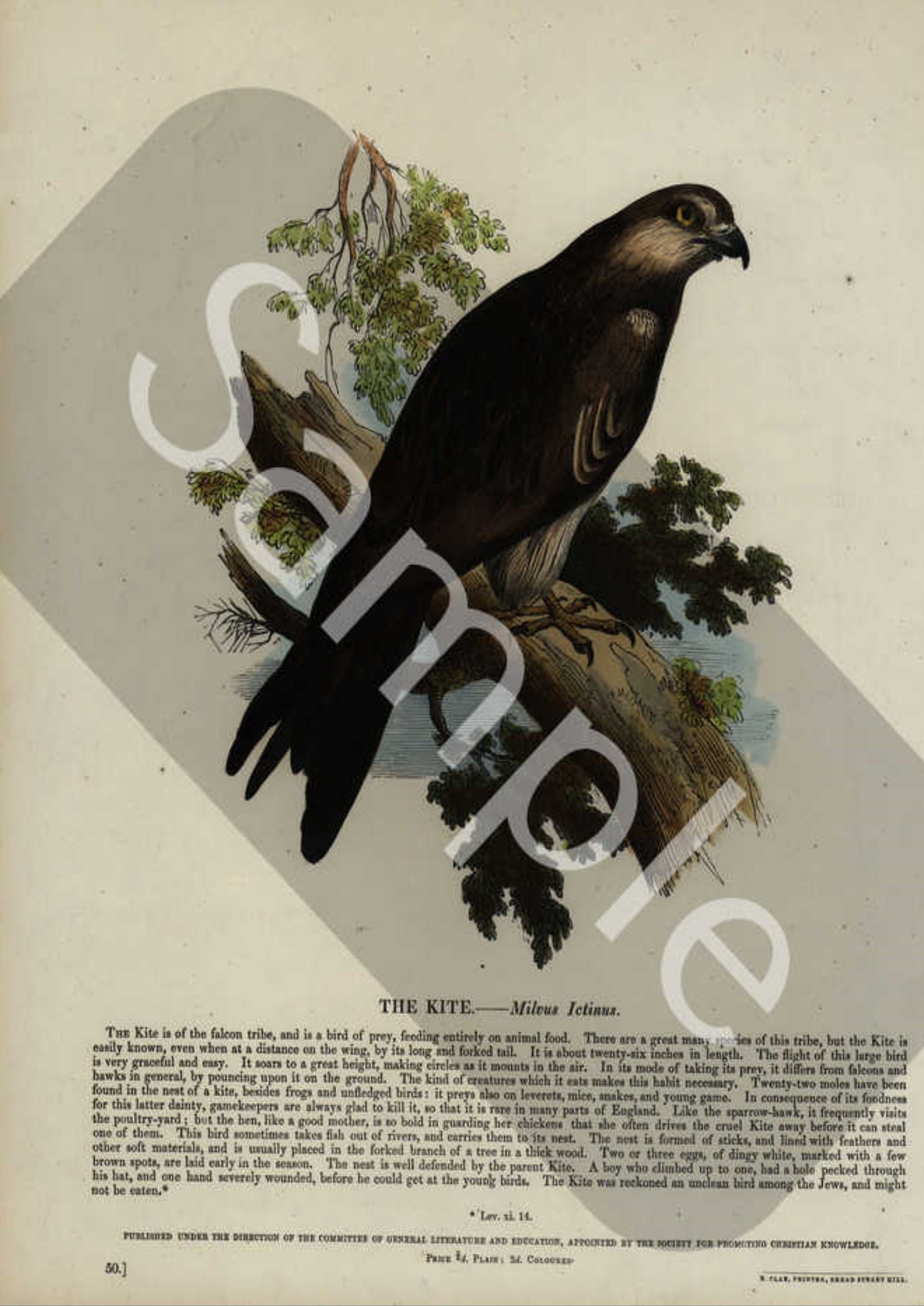 Circa 1850 Original Antique Hand Colored Lithograph Print the - Etsy