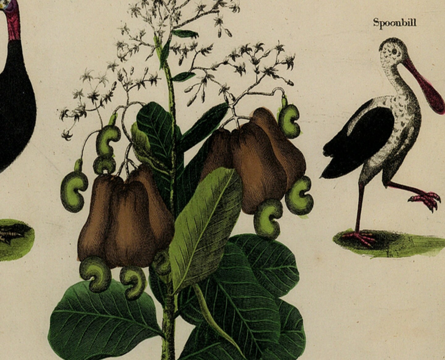 Antique Original Natural History Hand Colored Print Circa 1825 Birds ...