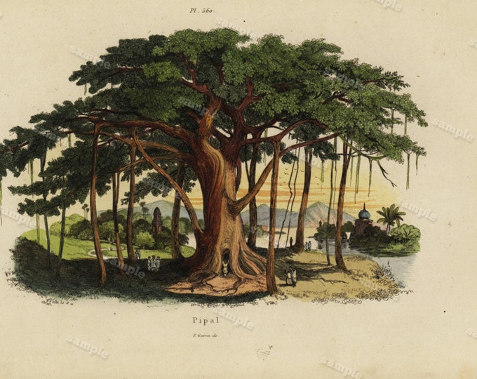 1836 Antique Original Natural History Hand Colored Engraving Large Tree ...