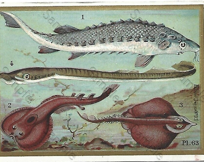 Rare Victorian Trade Card Animals VARIOUS FISH - Etsy