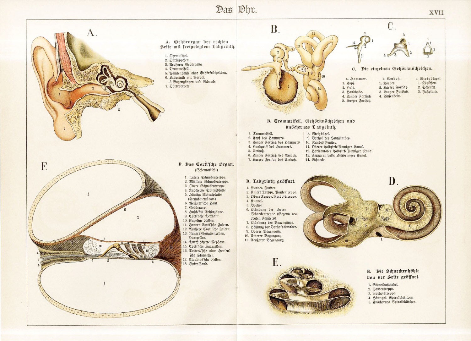 Human physiology Human Ears human anatomy Original color | Etsy