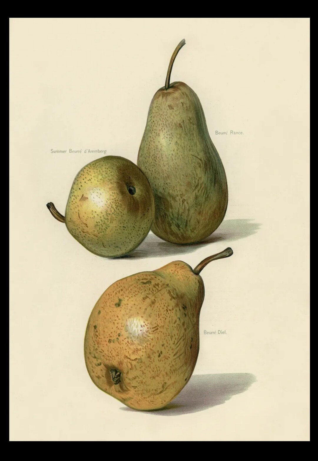 Antique Colored Lithograph Print of Beurre Diel Pears Circa 1890 John ...