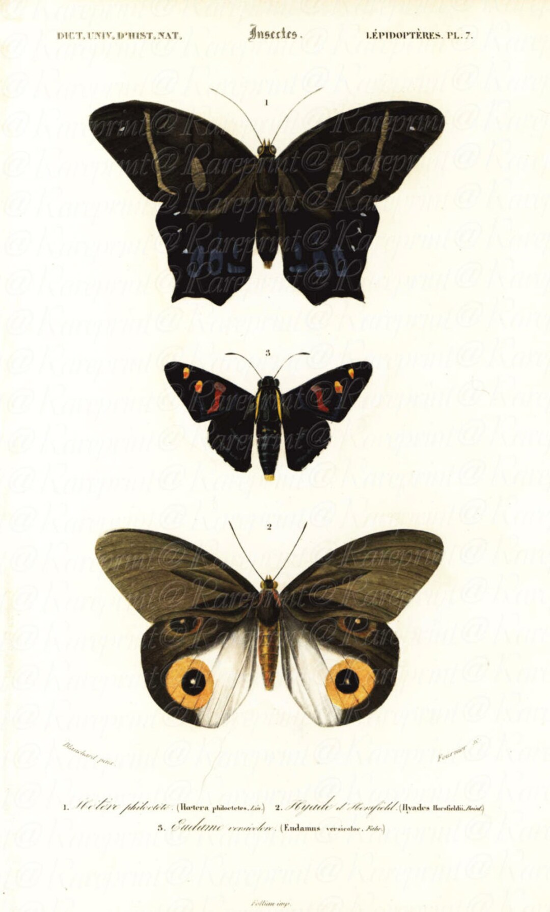 Original Antique Hand Colored Butterfly Engraving From Dictionnaire ...