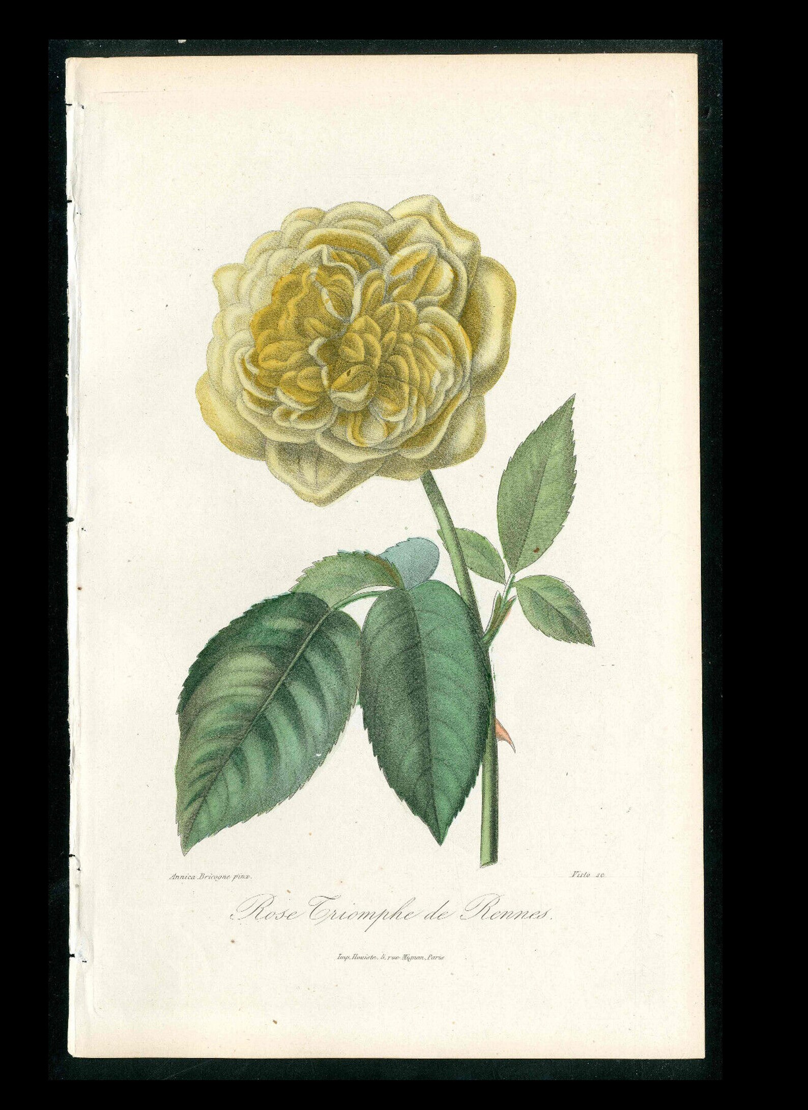 Antique Hand Colored Roses 5 Prints in a Set - Etsy