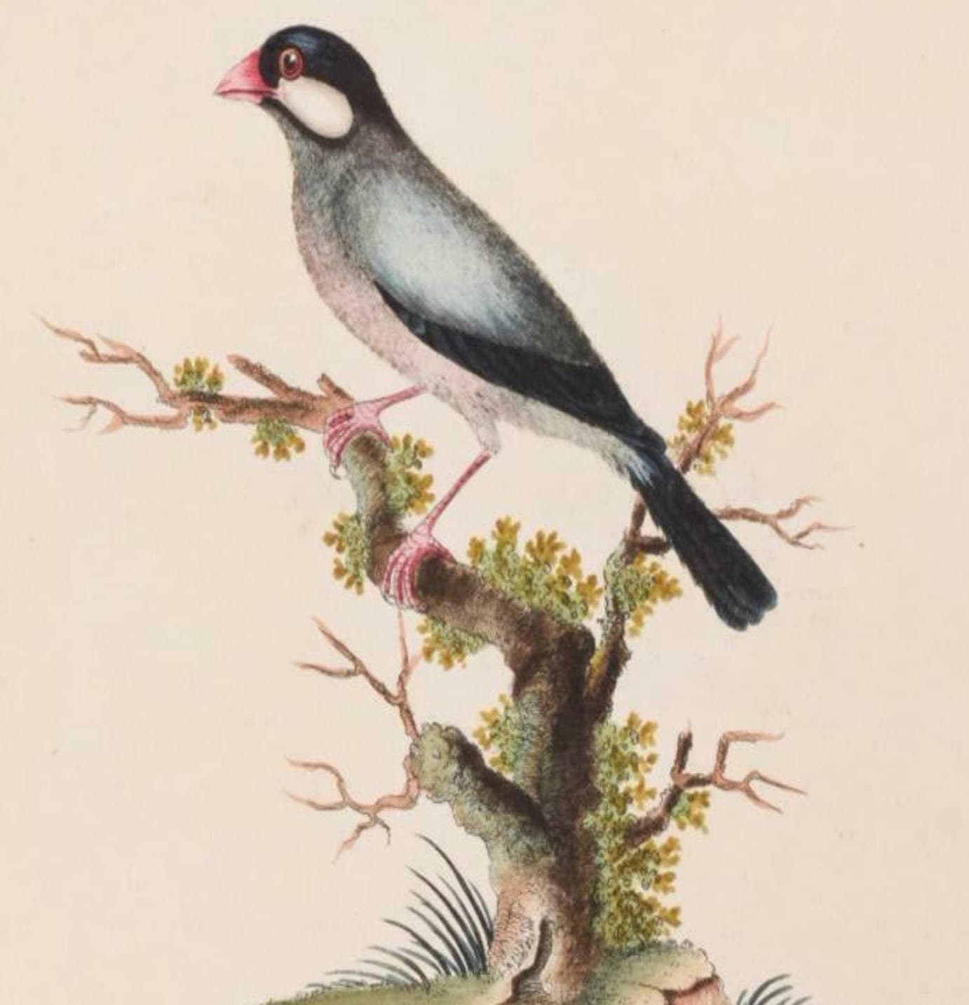 Antique Original Natural History Hand Colored Engraving Print JAVA ...