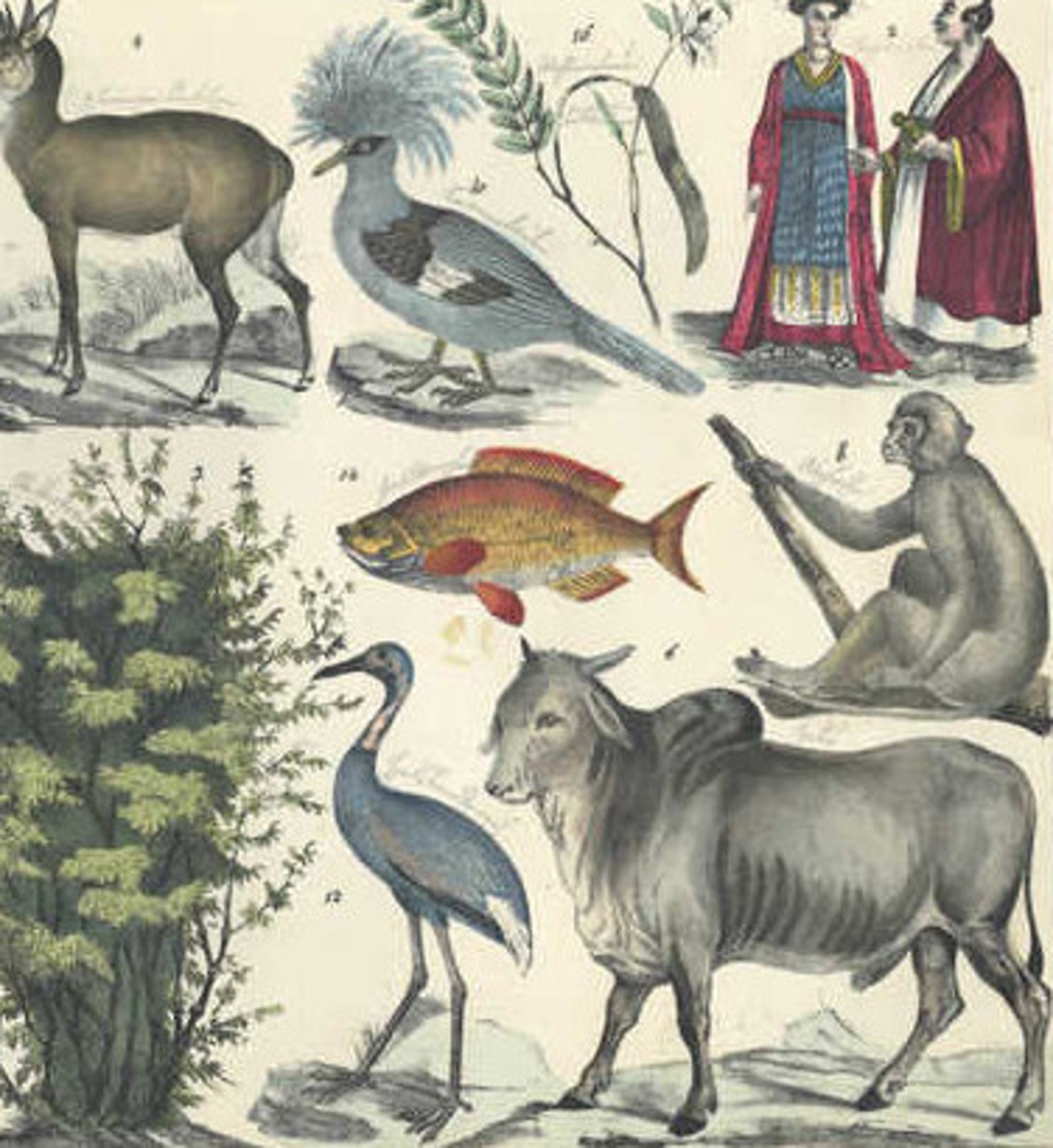 Rare Antique Natural History Original Hand Colored Nature - Etsy