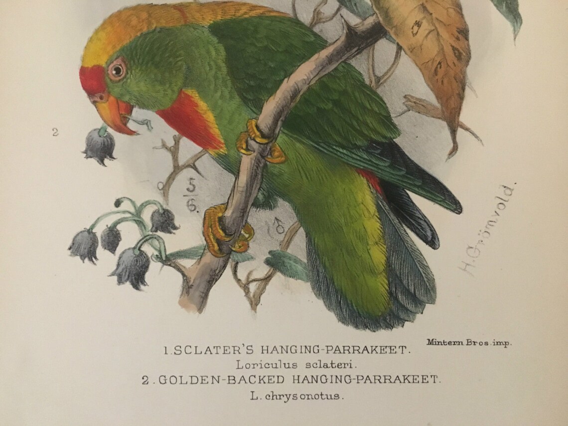 Original Antique Natural History Hand Colored Parakeets Parrot Print ...