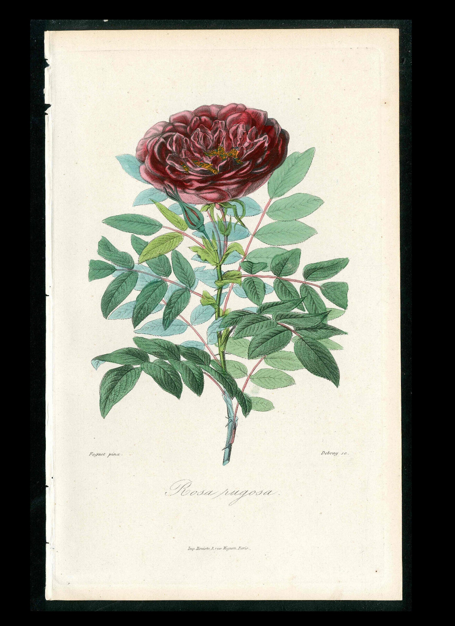 Antique Hand Colored Roses 5 Prints in a Set - Etsy