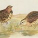 Antique Natural History Lithograph Print Quails From the Birds of ...