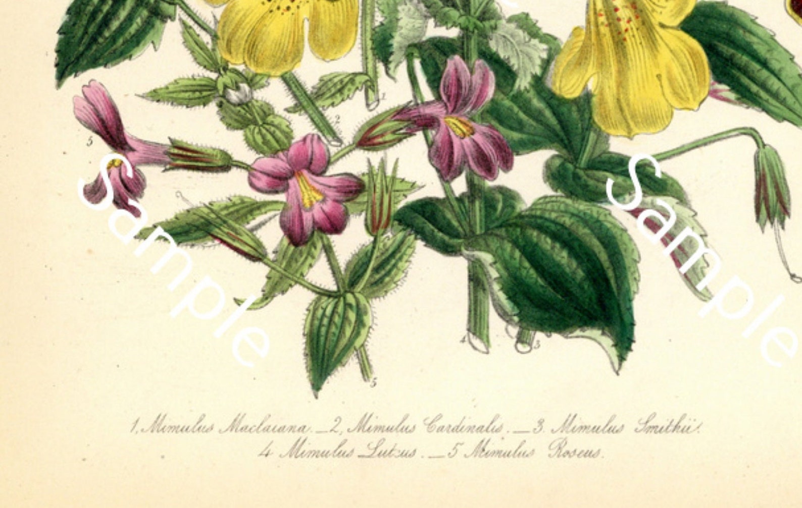 Antique Wild Flowers Mimulus Circa 1840's Jane Loudon Hand-colored ...