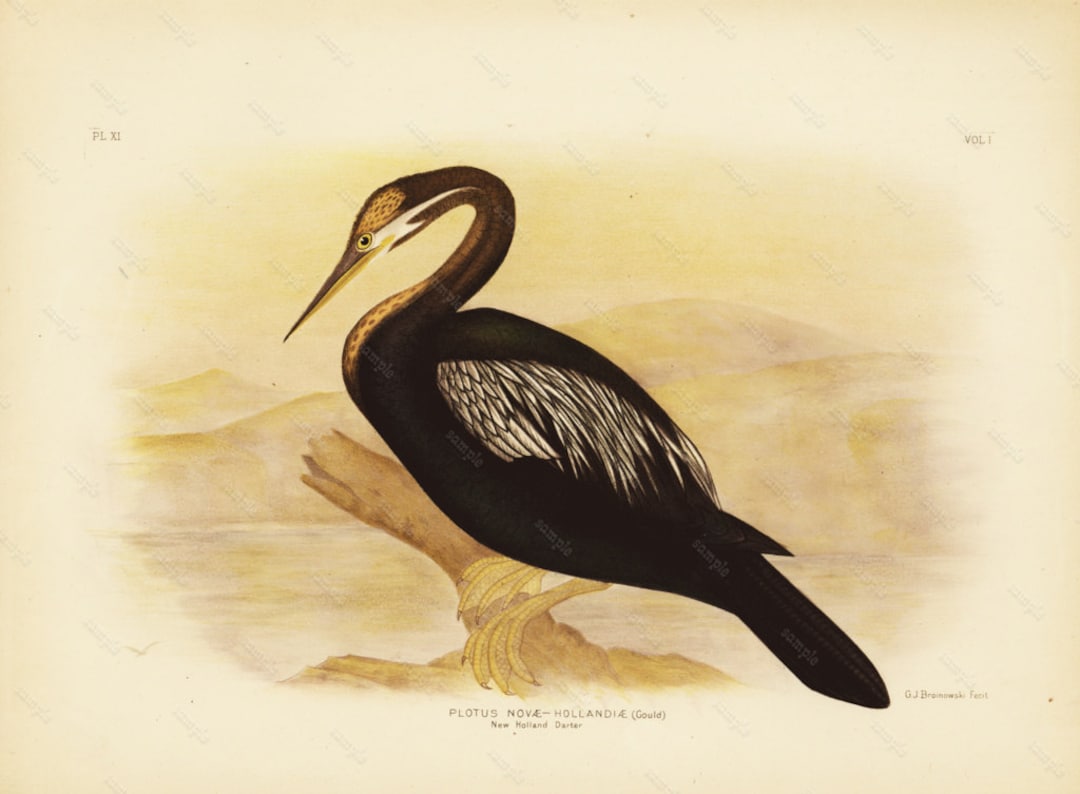 Brid Chromolithograph Print Plotus Novae-hollandiae. New Holland Darter ...