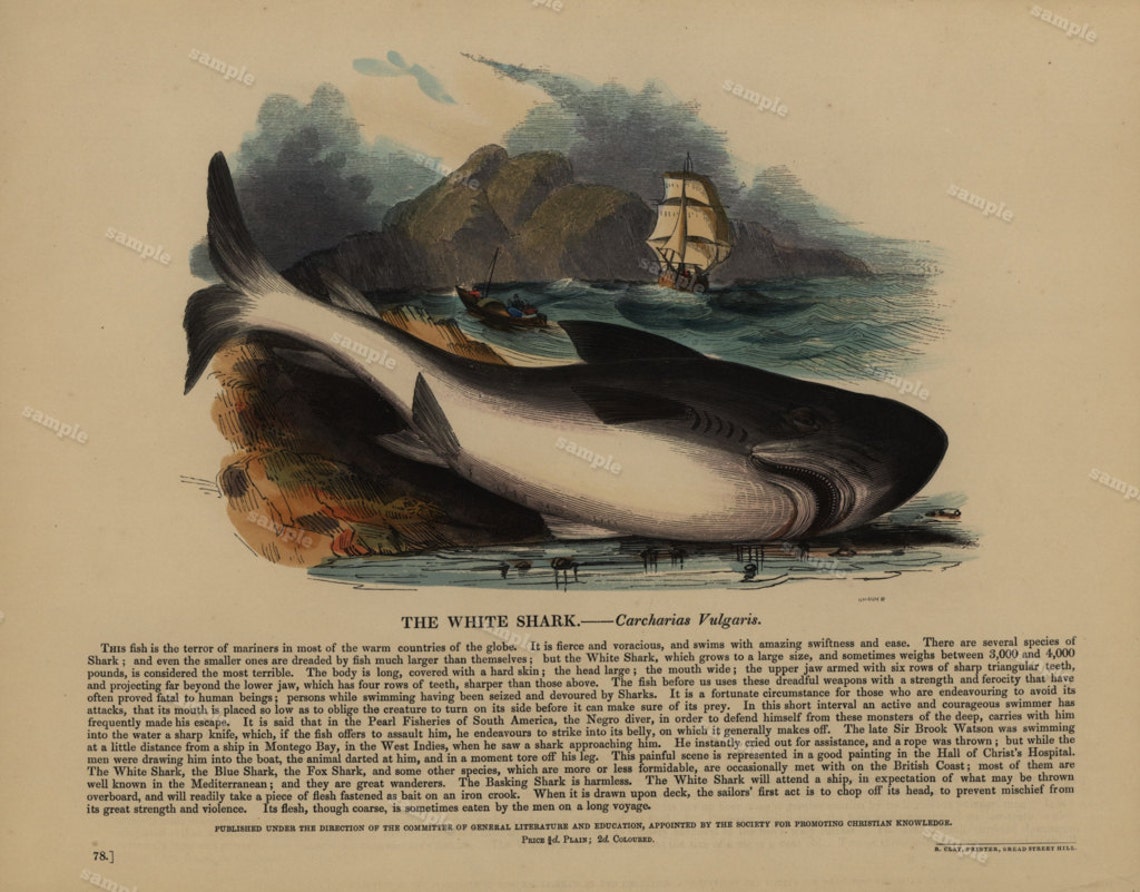 The White Shark 1850 Original Antique Hand Color Fish - Etsy