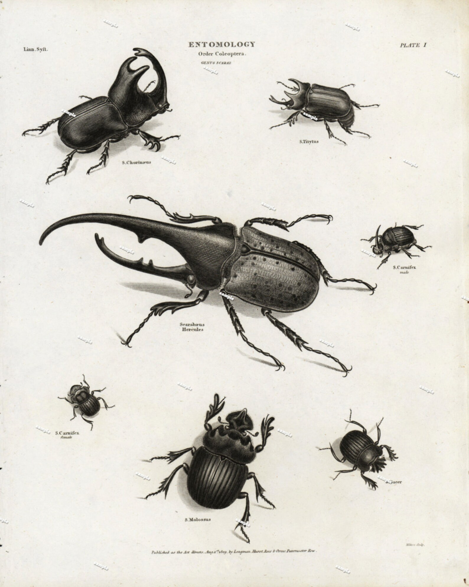 Large Beetles Insects Engraving Decorative Art Original Print | Etsy