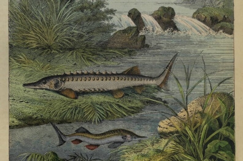 Sea Life Fish Antique Natural History Original Hand Colored - Etsy