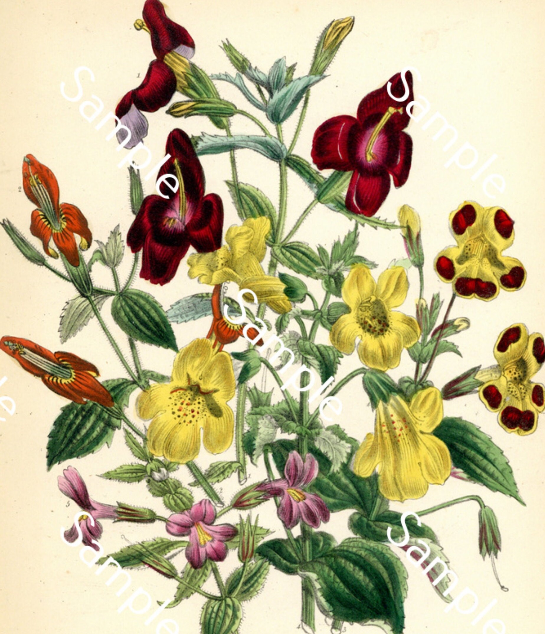 Antique Wild Flowers Mimulus Circa 1840's Jane Loudon Hand-colored ...