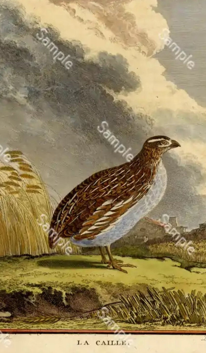 La Caille Hand Colored Bird Engraving Circa 1766 - Etsy