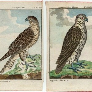 18th Century Set of SIX BUFFON Antique Hand Colored Engravings - Etsy
