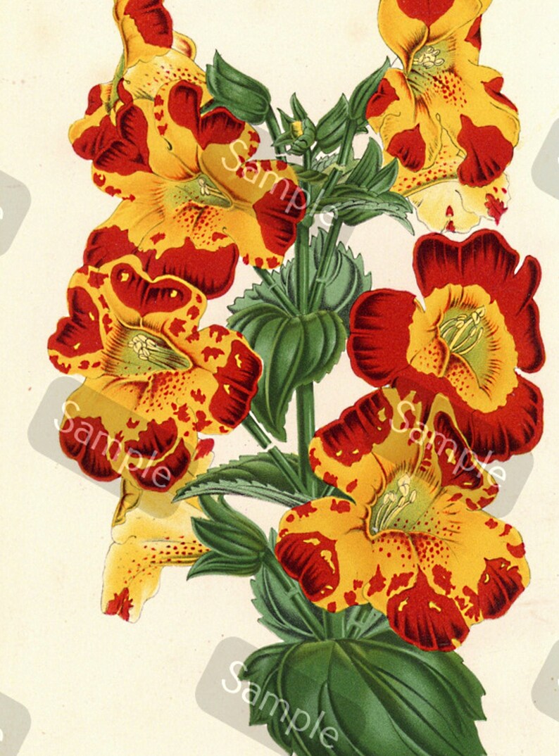 19th Century Original Antique Botanical Hand Colored Lithograph Print ...