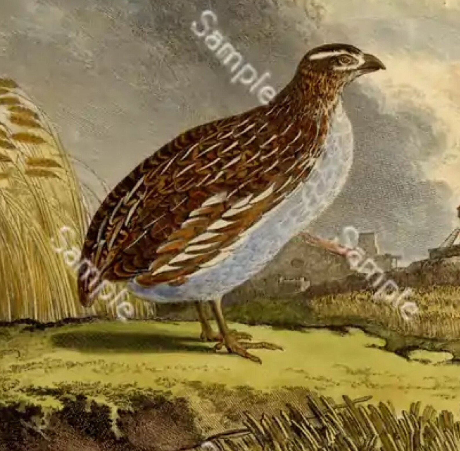 La Caille Hand Colored Bird Engraving Circa 1766 - Etsy