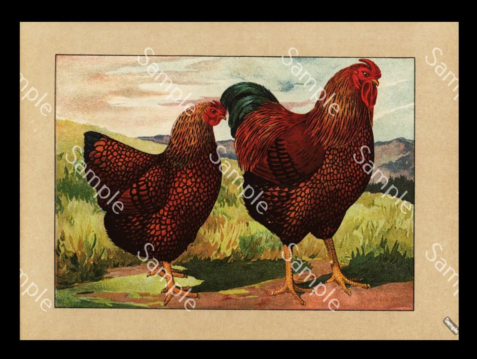 Antique Original Poultry Color Lithograph Four Prints of - Etsy