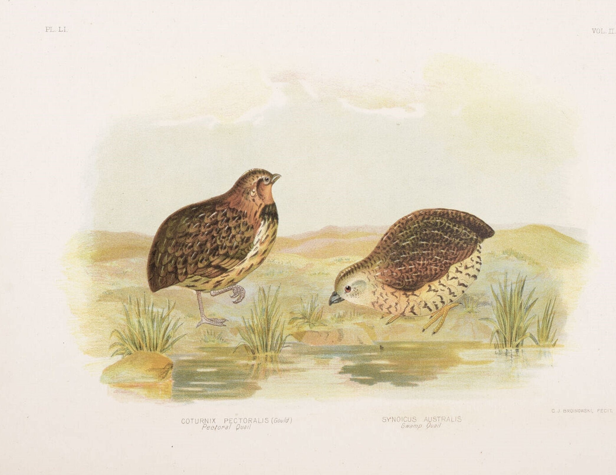 Antique Natural History Lithograph Print Quails From the Birds of ...