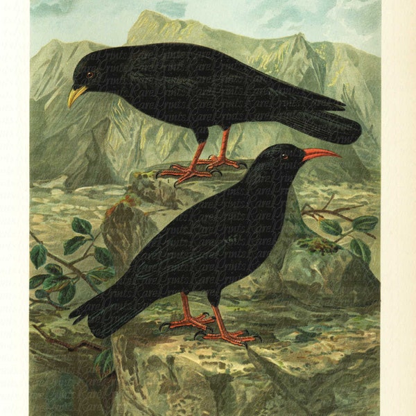 Original Lithograph - Etsy