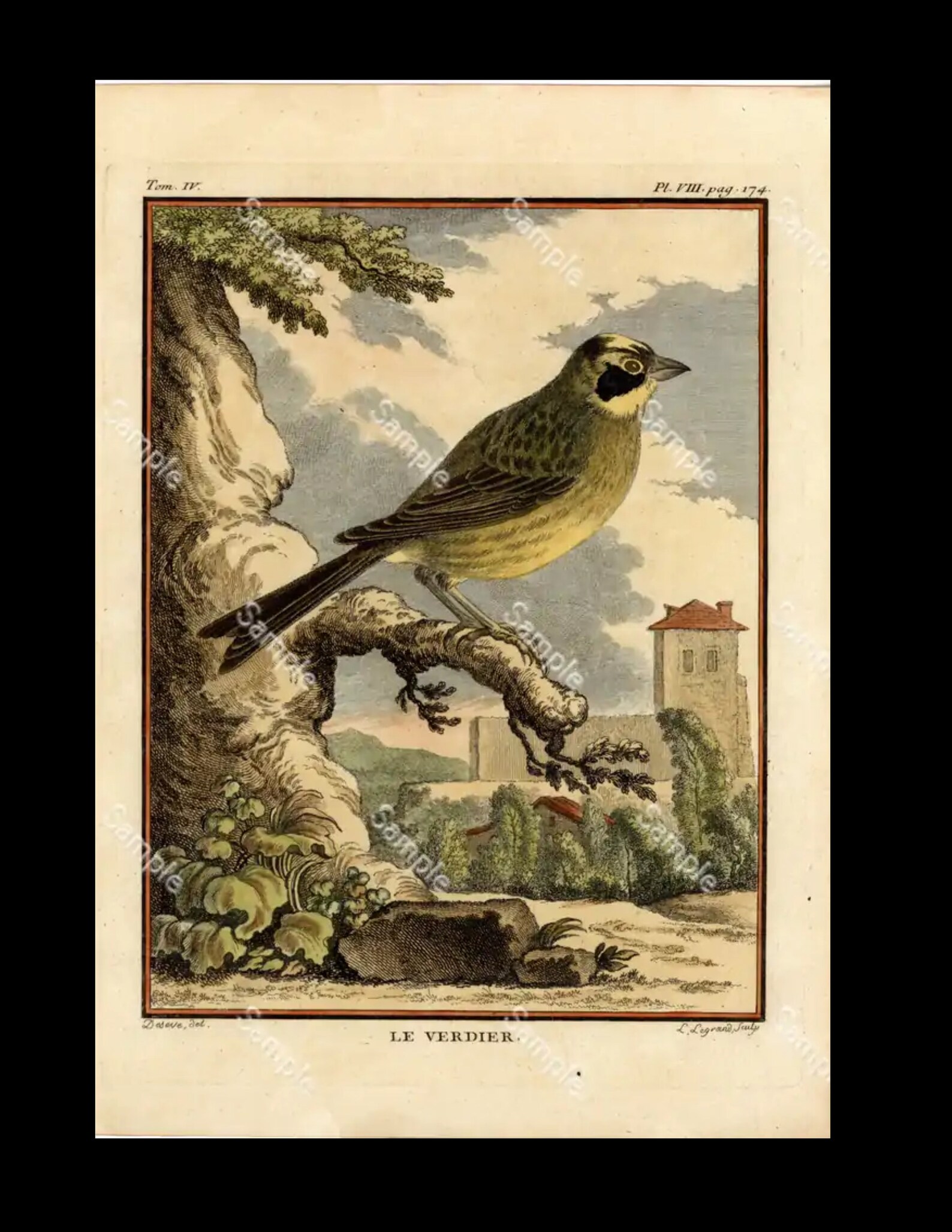 Rare Large QUARTO Edition Hand Colored Bird Engraving Circa 1766 De ...