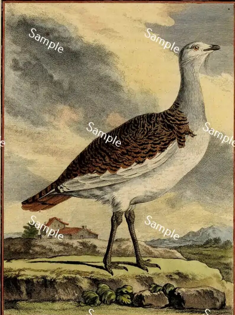 Rare Large QUARTO Edition Hand Colored Bird Engraving Circa - Etsy