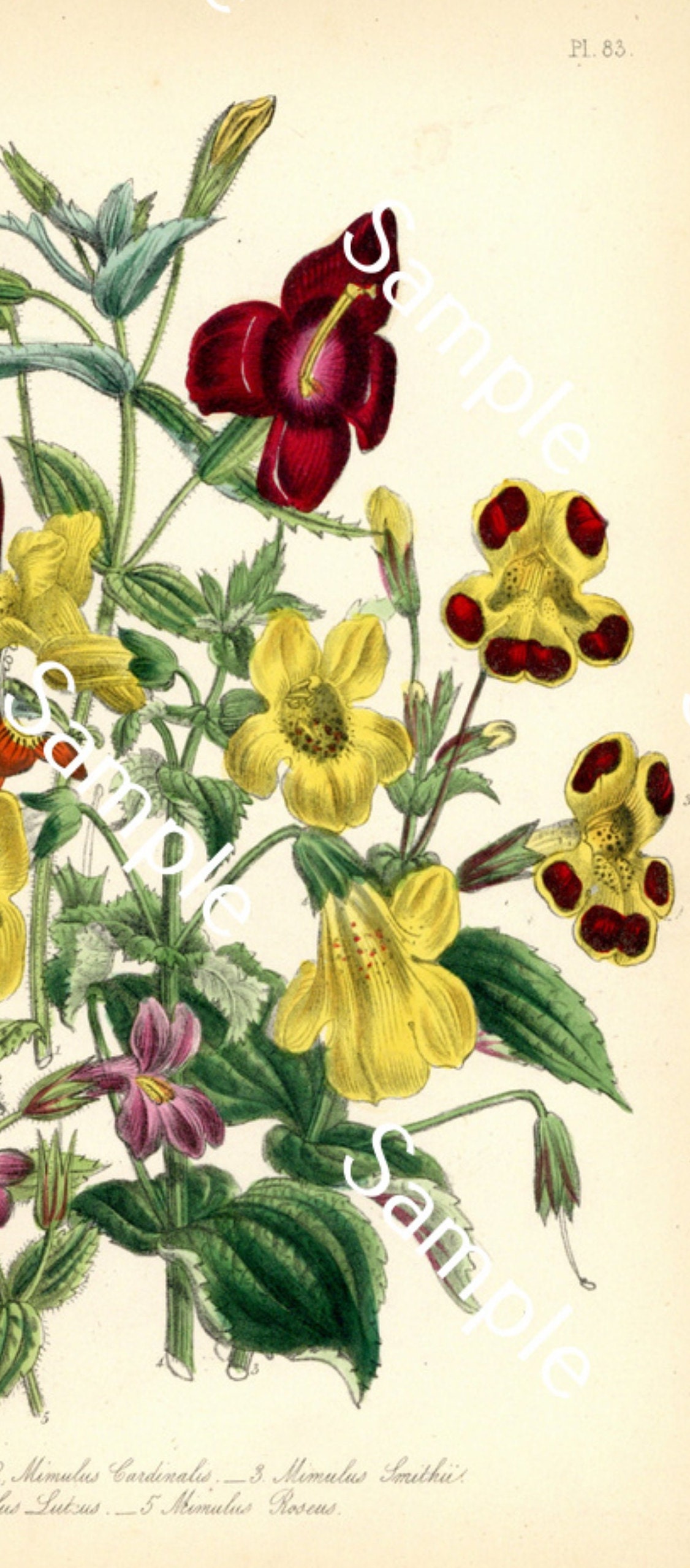 Antique Wild Flowers Mimulus Circa 1840's Jane Loudon Hand-colored ...