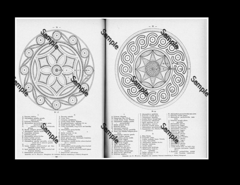 19th Century German Botanical Design Book Album Large Folio - Etsy