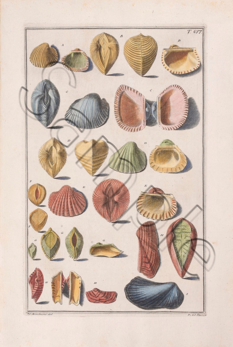 Circa 1742 Antique Natural History Hand-colored Engraving Sea Shells - Etsy