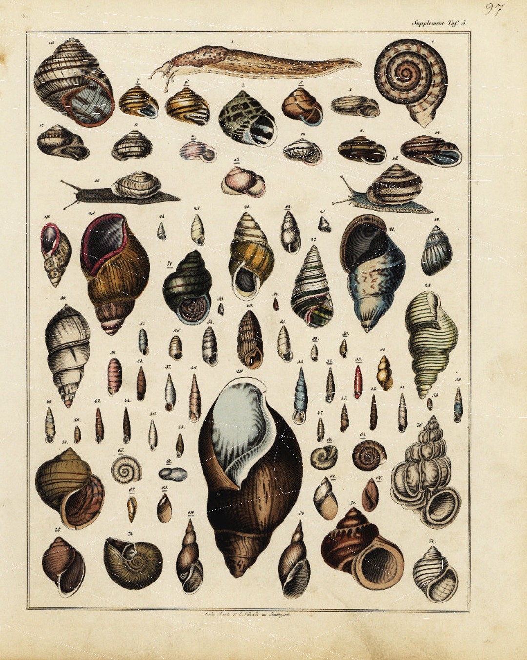 Antique Hand Colored Original Sealife Shea Shells Print - Etsy