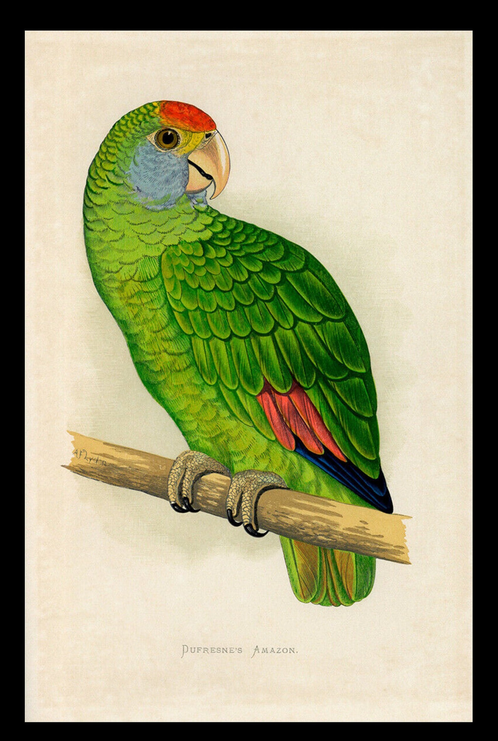 1884 Parrots in Captivity woodblock hand Colored Engravings | Etsy