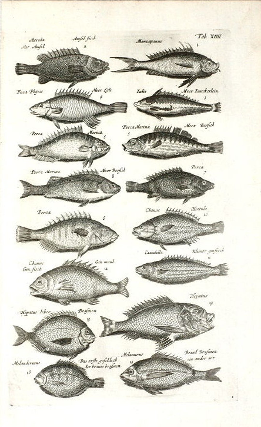 Very Rare Antique Orignal Engravings of Fish From Merian 1657 Historiae ...