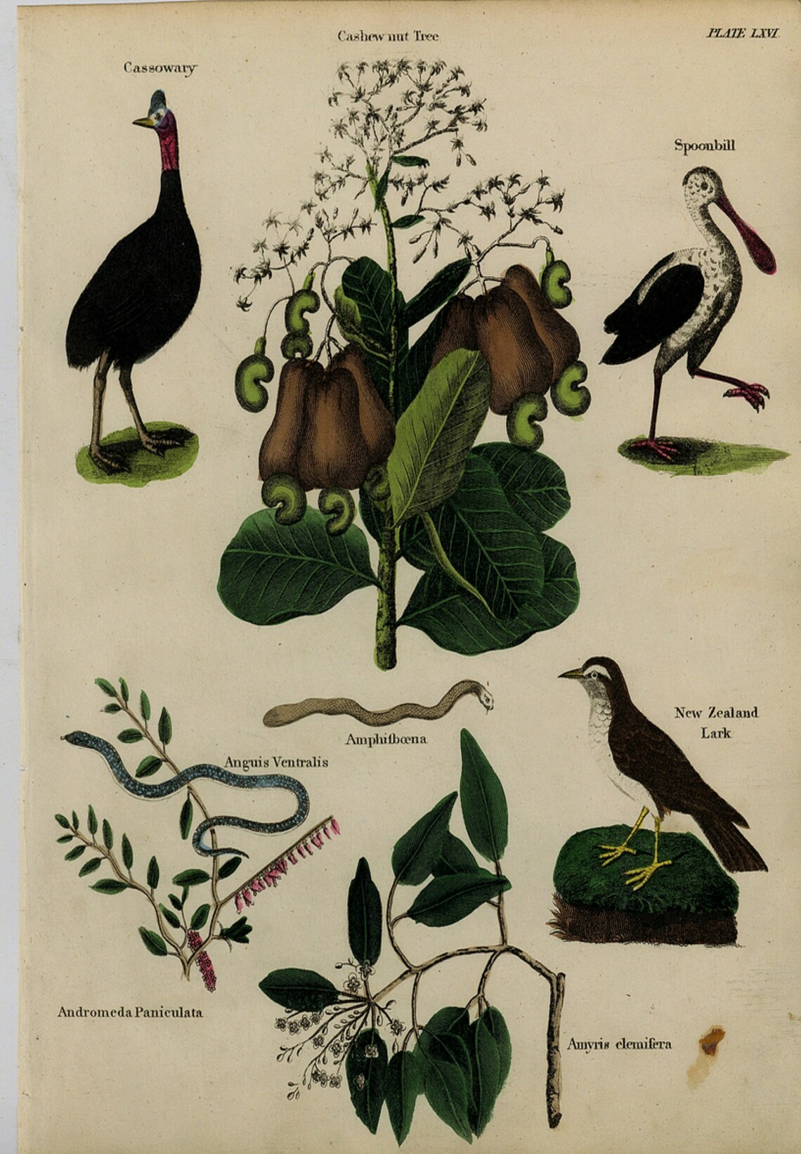 Antique Original Natural History Hand Colored Print Circa 1825 Birds ...