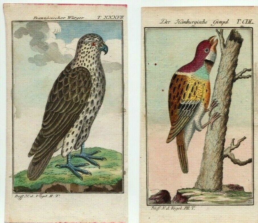 18th Century Set of SIX BUFFON Antique Hand Colored Engravings - Etsy