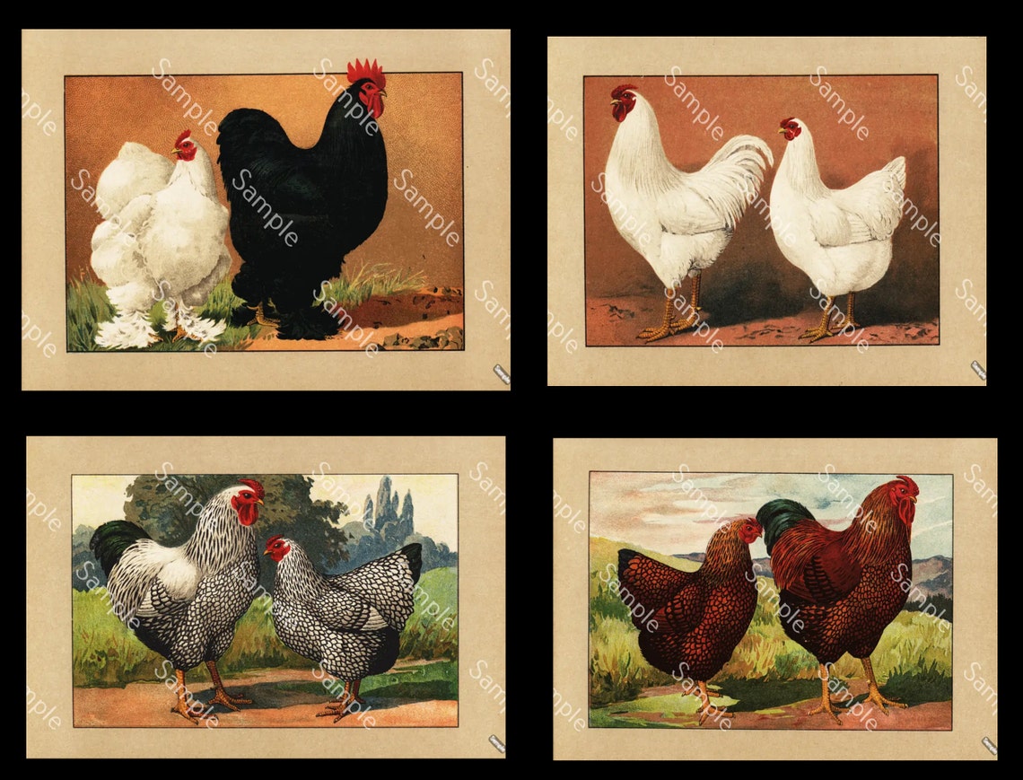 Antique Original Poultry Color Lithograph Four Prints of - Etsy