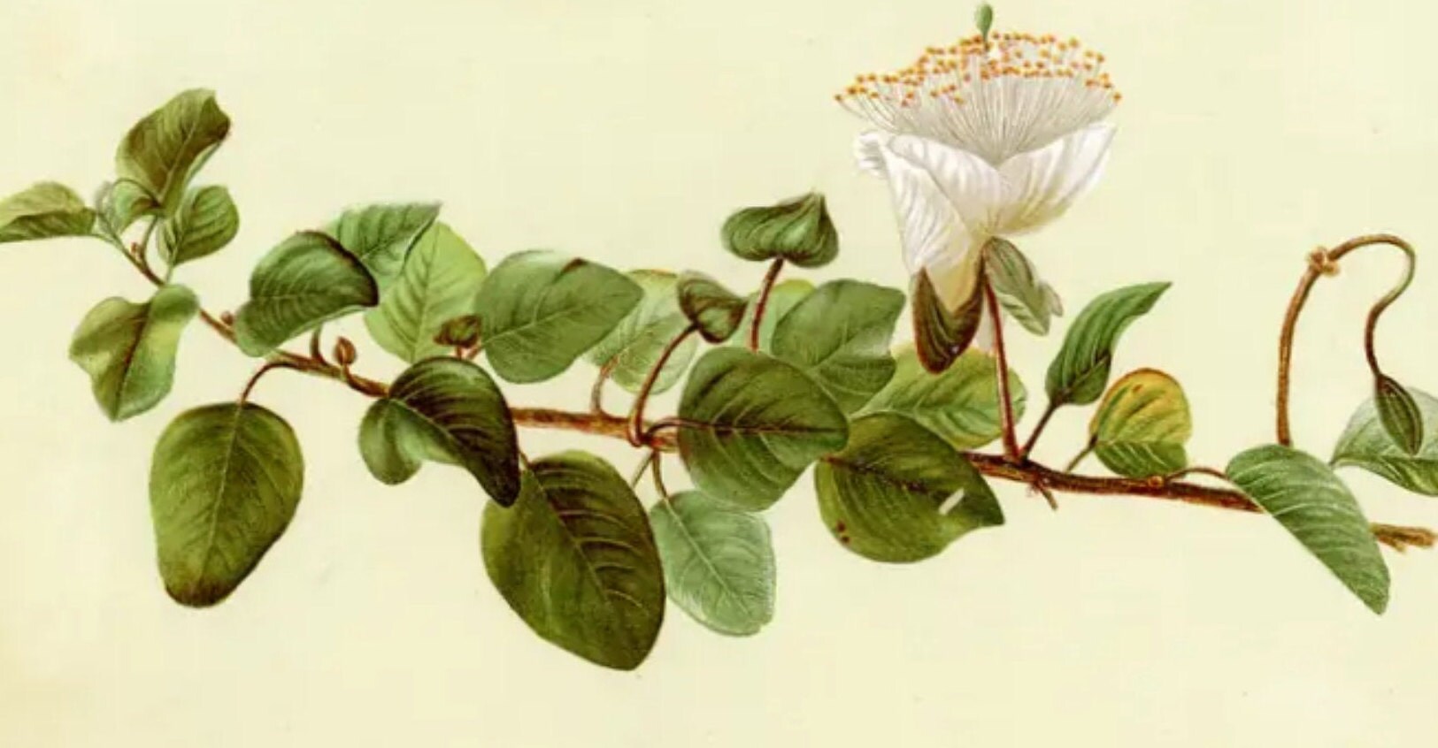 Indigenous Flowers of the Hawaiian Islands Puapilo Printed in Water ...