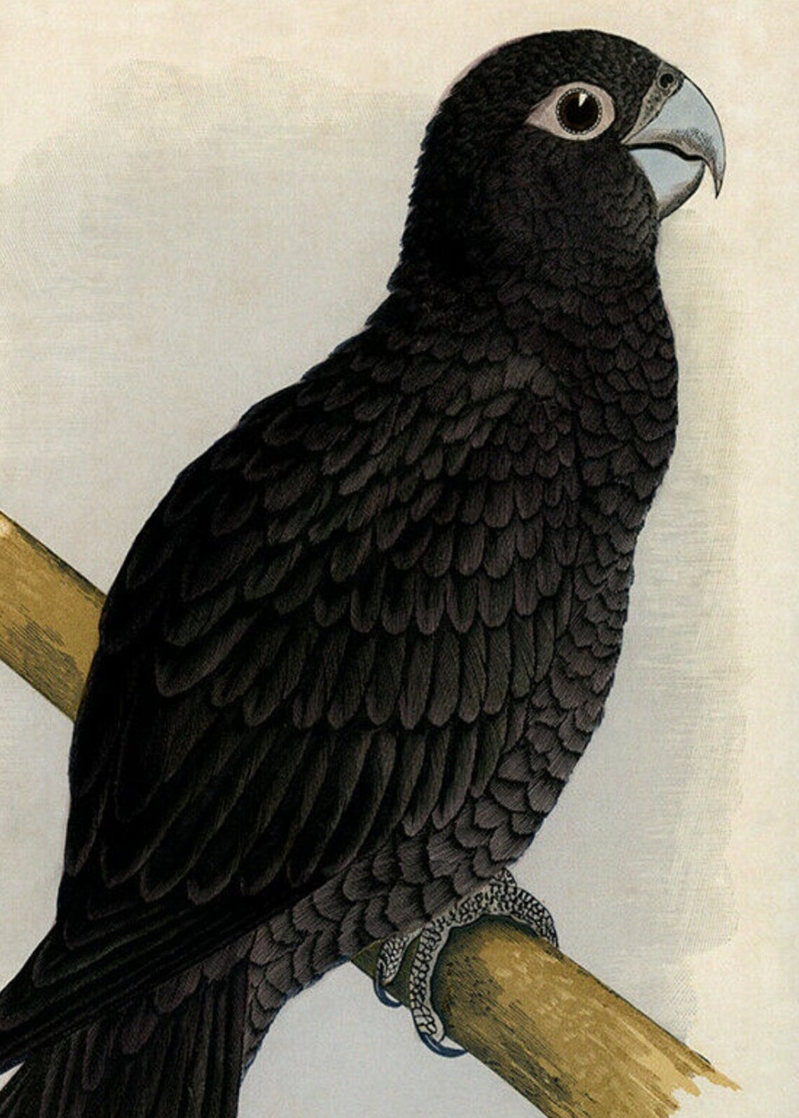 1884 Parrots in Captivity woodblock hand Colored Engravings | Etsy