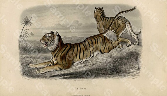 Rare Colored Tigers