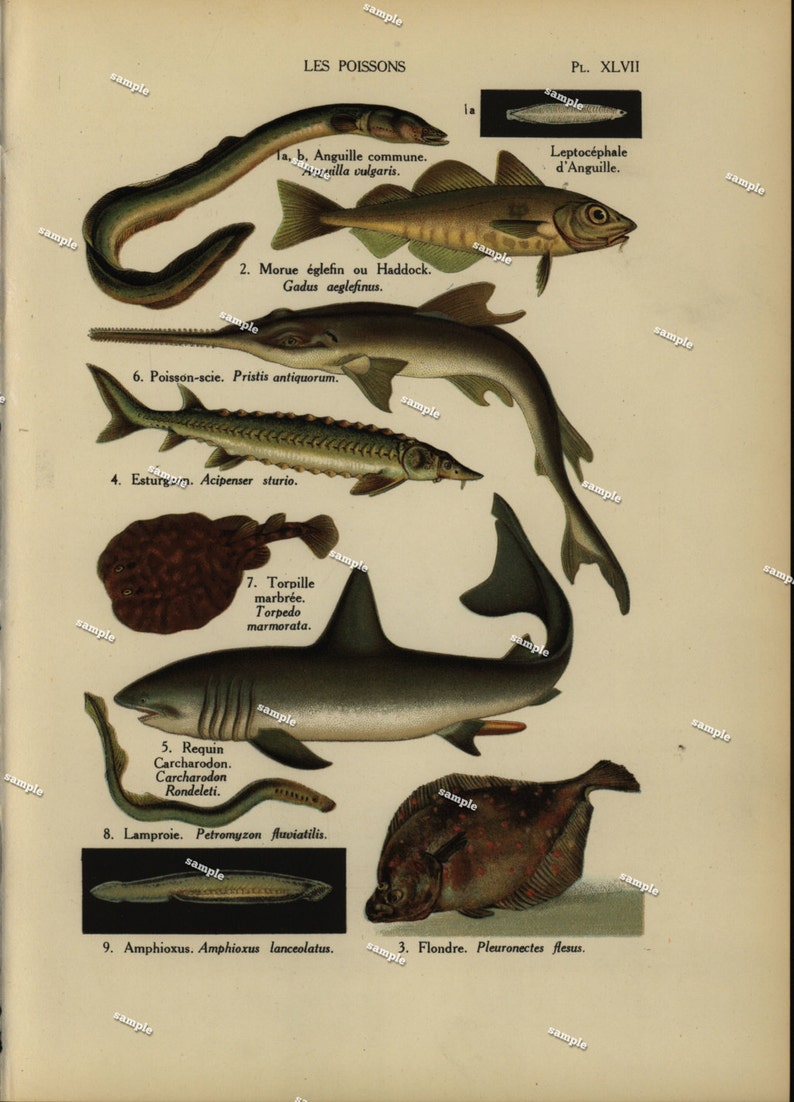 1890 Original Colored Lithograph of Fish Nature Print Natural History ...