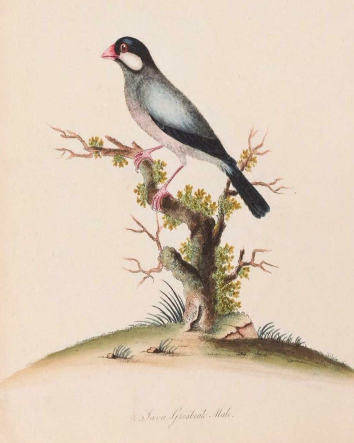 Antique Original Natural History Hand Colored Engraving Print JAVA ...