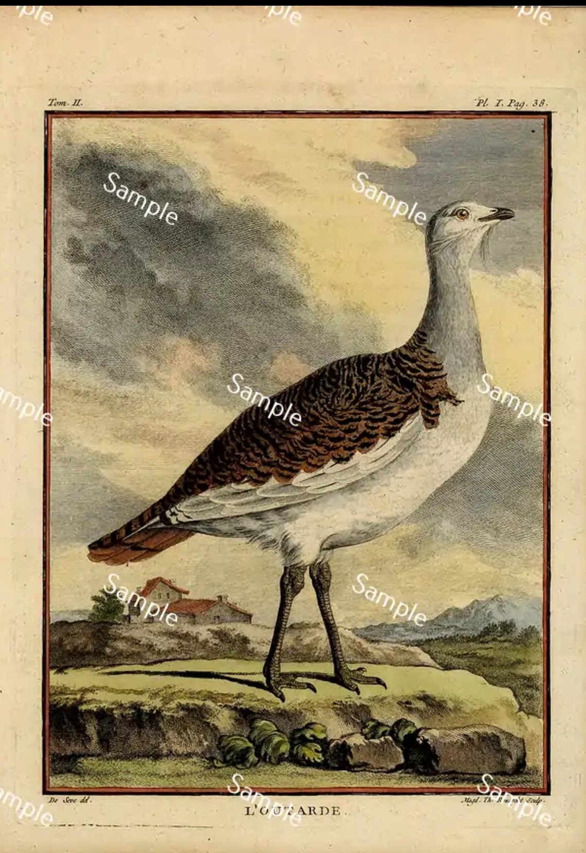 Rare Large QUARTO Edition Hand Colored Bird Engraving Circa - Etsy