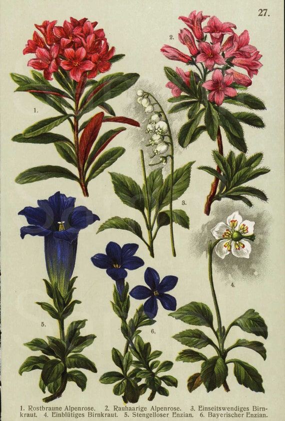 Prints Set of two alpine flora original colored Lithograph print ...