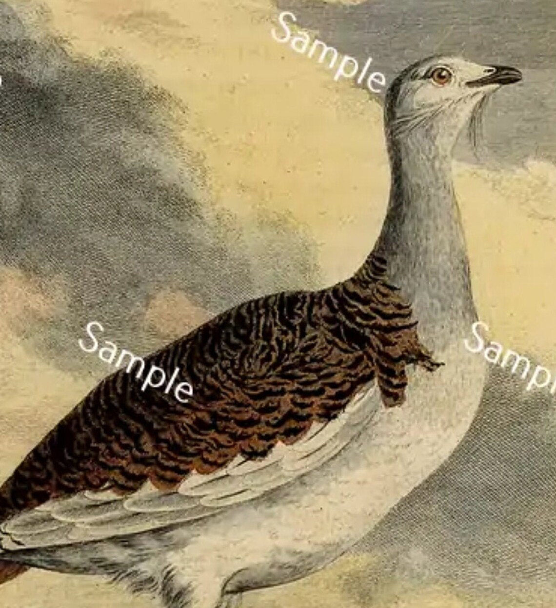 Rare Large QUARTO Edition Hand Colored Bird Engraving Circa - Etsy