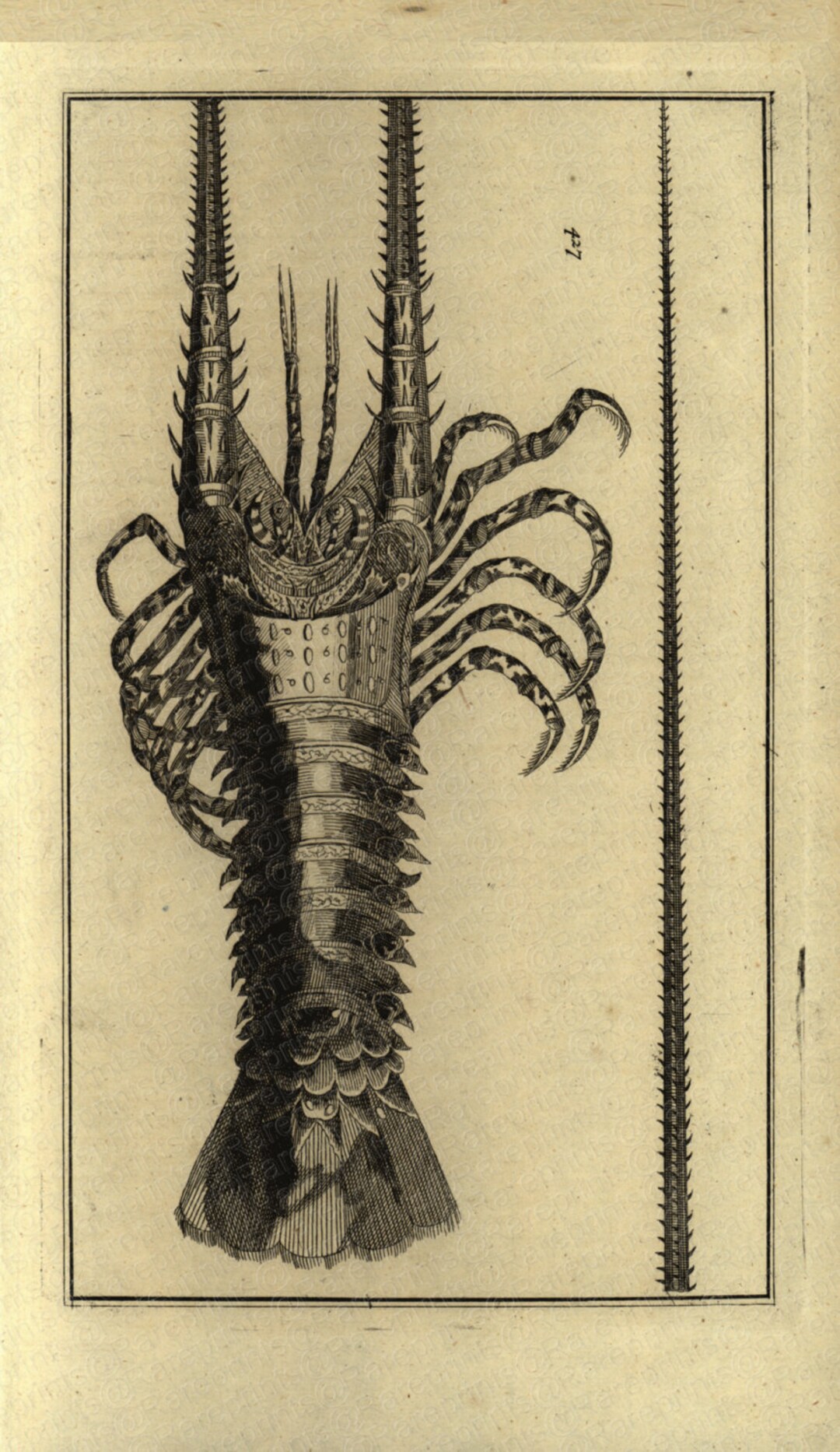 1725 Very Rare Antique Original Engraving of Ambon Islands - Etsy