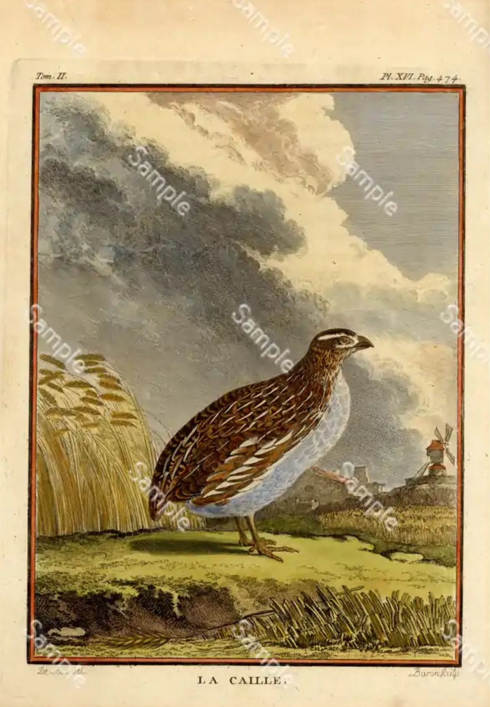 La Caille hand colored bird engraving circa 1766 | Etsy