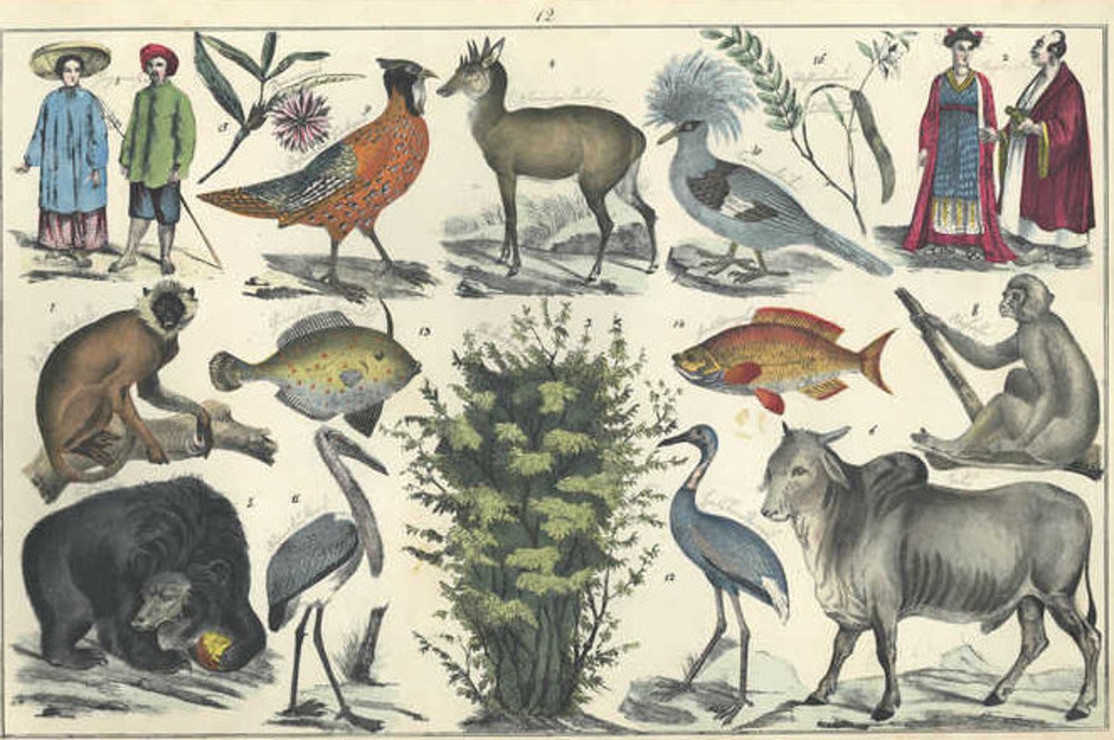 Rare Antique Natural History Original Hand Colored Nature - Etsy