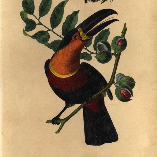 Bird Engraving - Etsy